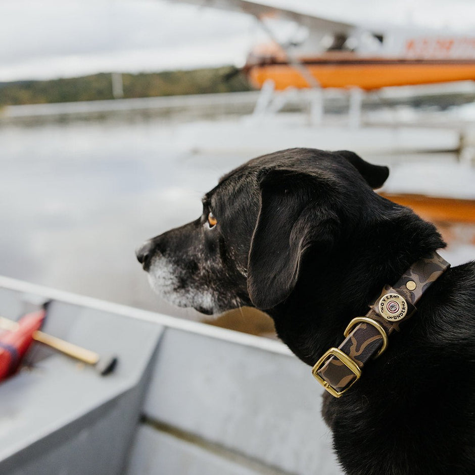 Dog Collars – Over Under Clothing